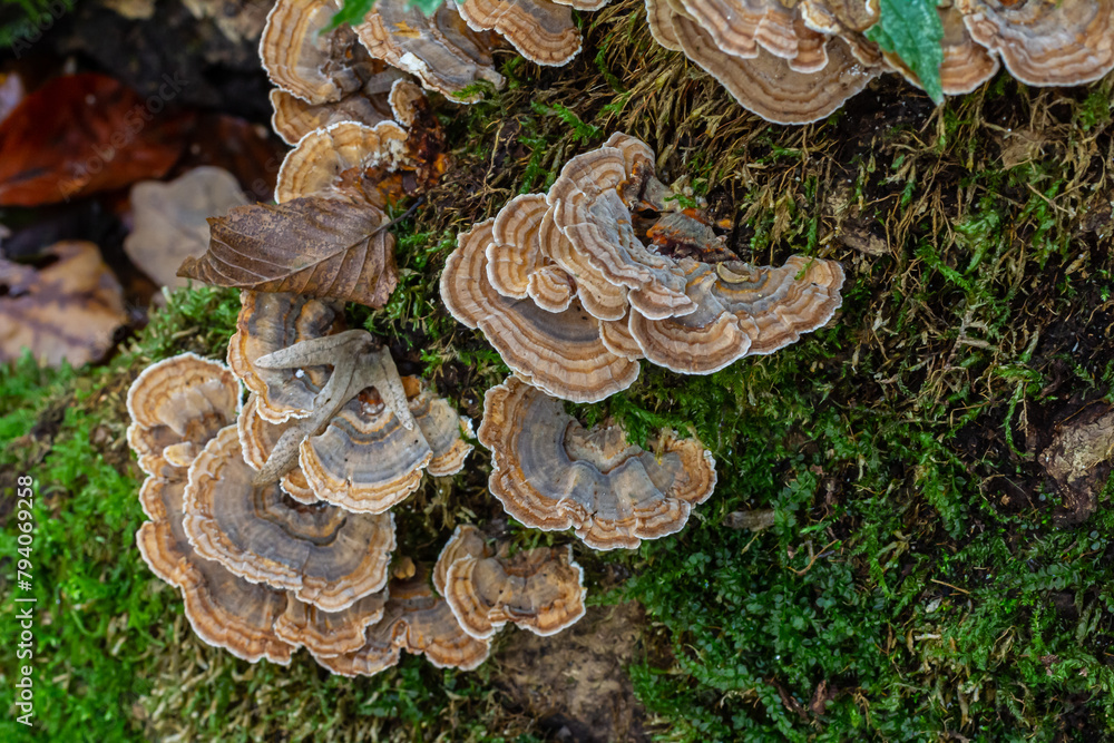 Trametes versicolor, also known as Polyporus versicolor, is a common ...