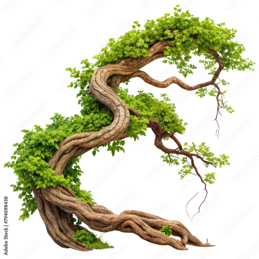 Green gnarled tree branch, isolated on transparent background, Creepy ...