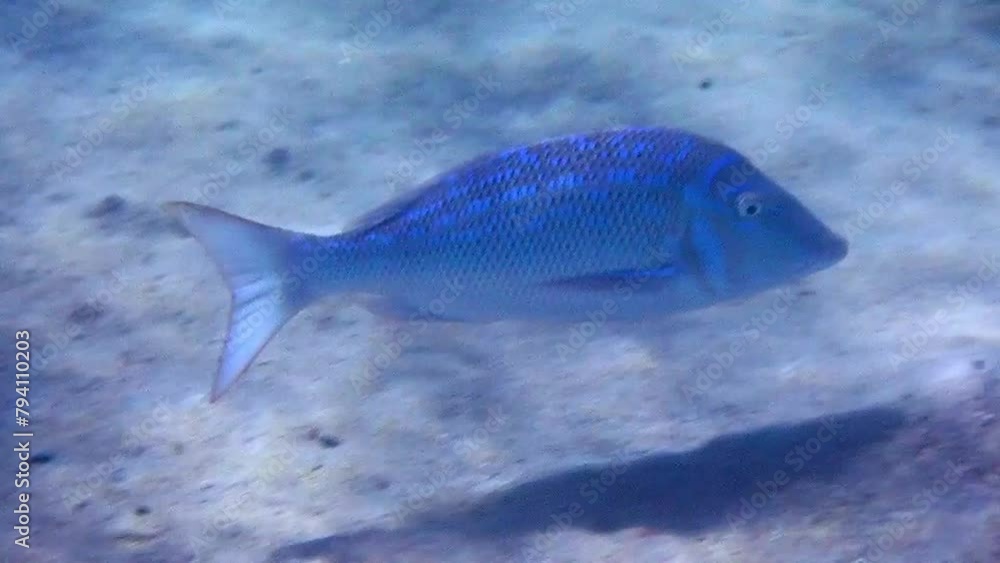 Spangled Emperor is important commercial fish of the Red Sea and ...