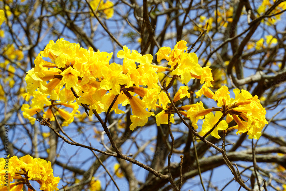 Golden Tree flowers on the daytime blue-sky background, yellow flowers ...