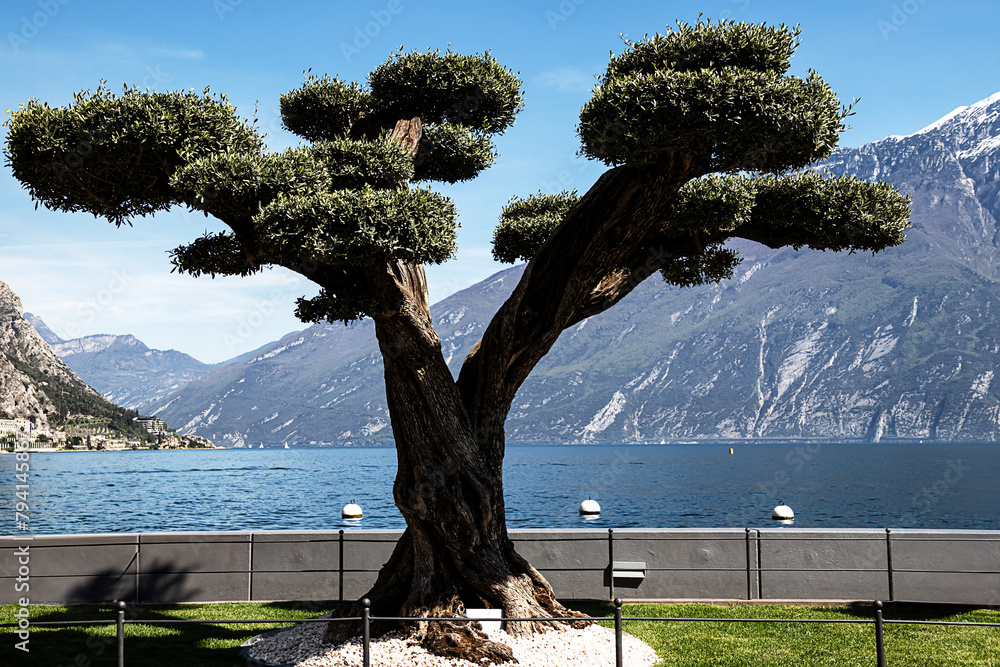 Limone’s Living Sculpture: The Olive Tree of Lake Garda. An elegantly ...