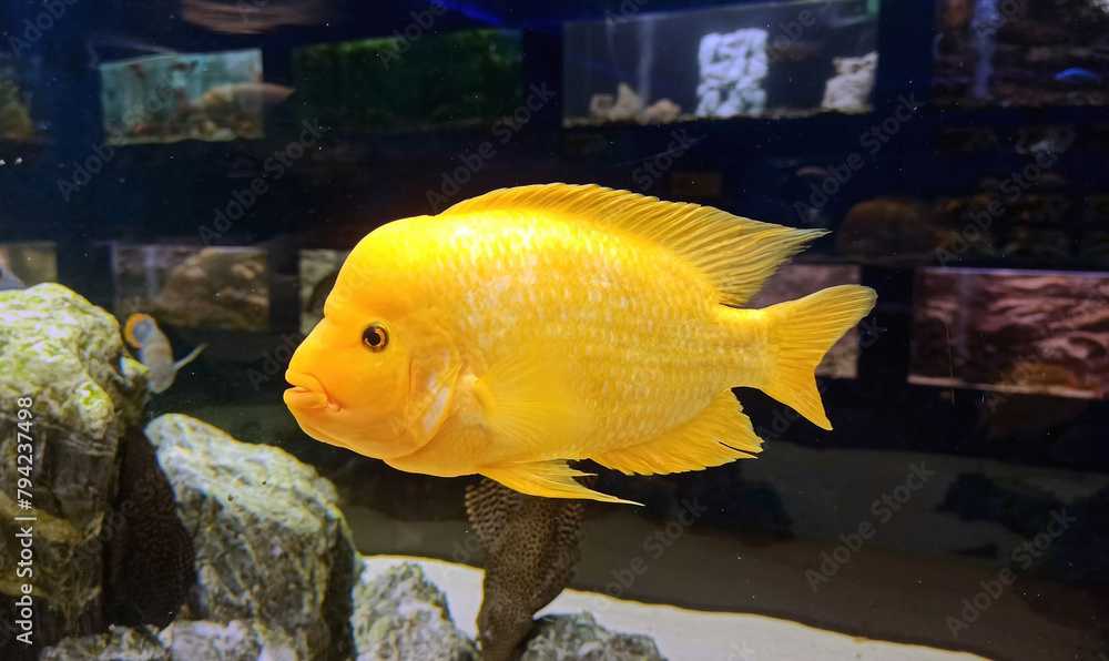 Cichlasoma citrinellum. Freshwater ray-finned fish from the Cichlid ...