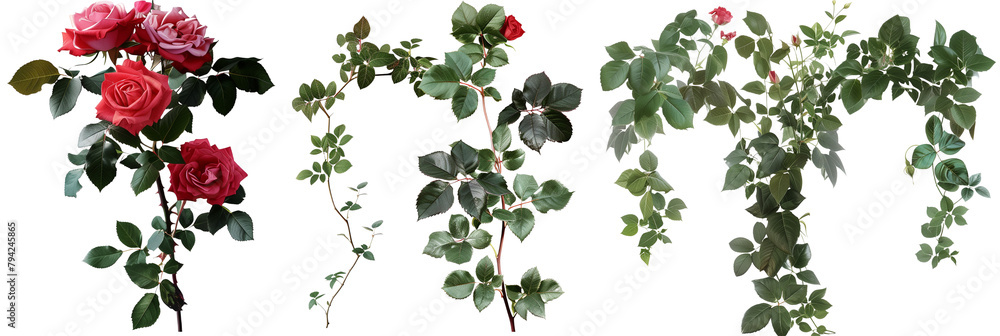 set of vignettes of roses and ivy, combining the elegance of rose ...