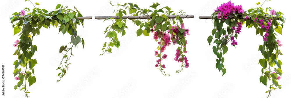 set of flowering vines draped over rustic trellises, combining the ...