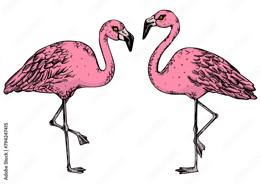 Flamingo bird color sketch engraving PNG illustration. Scratch board ...