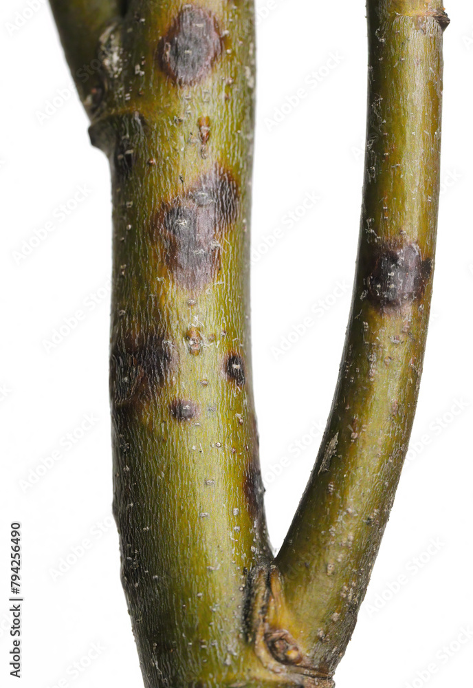 A branch of a linden (Tilia) tree with symptoms of disease - Canker ...