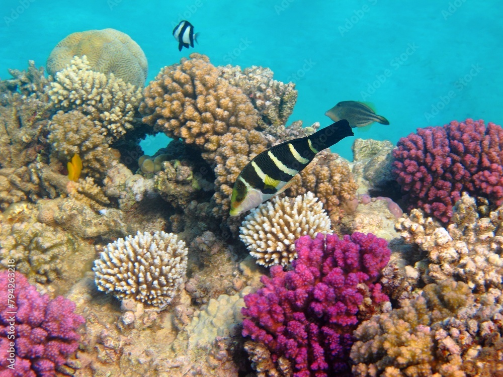 Tropical ocean and colorful reef with fish (wrasse, sergeant, damsel ...