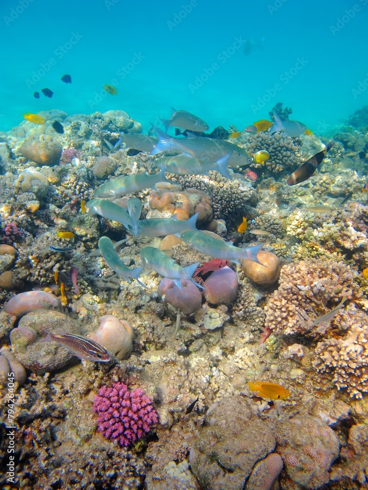 Colorful tropical reef with corals and various fish. Snorkeling in ...