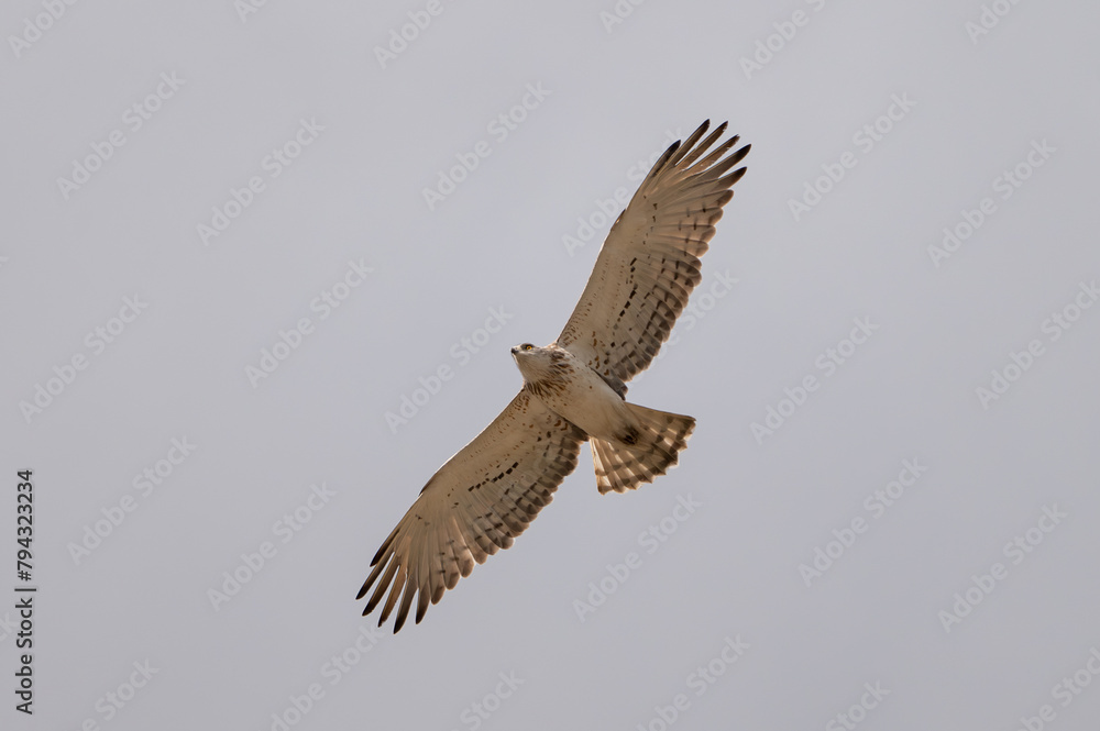 Short-toed snake eagle Circaetus gallicus in flight, natural background ...