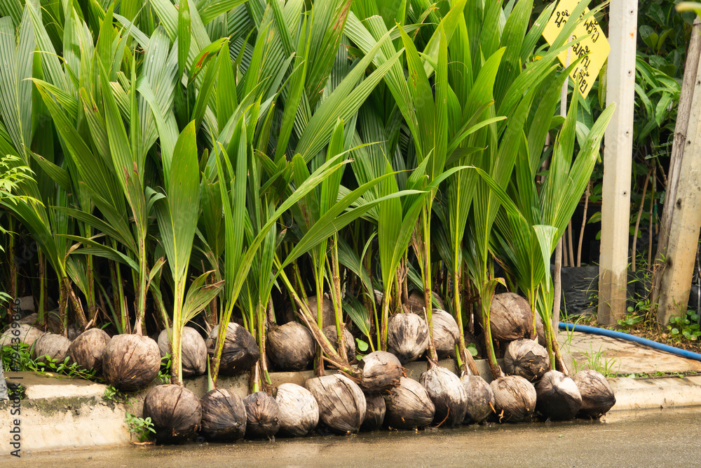 A row of coconut trees are lined up on the side of the road. The ...
