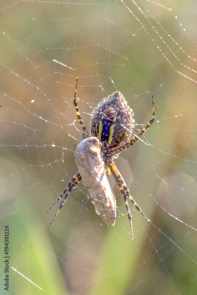 Banded Garden Spider, Argiope trifasciata. Orb spider in web. Eating ...