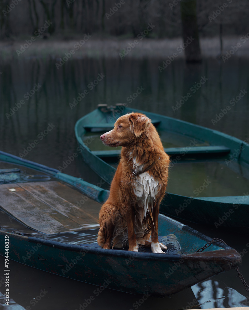 Toller dog aboard a boat, nestled among quiet waters. The Nova Scotia ...
