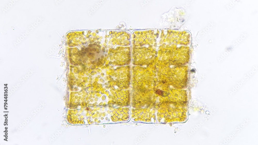 Terpsinoe sp, a microalgae belonging to diatom group. Colected from ...