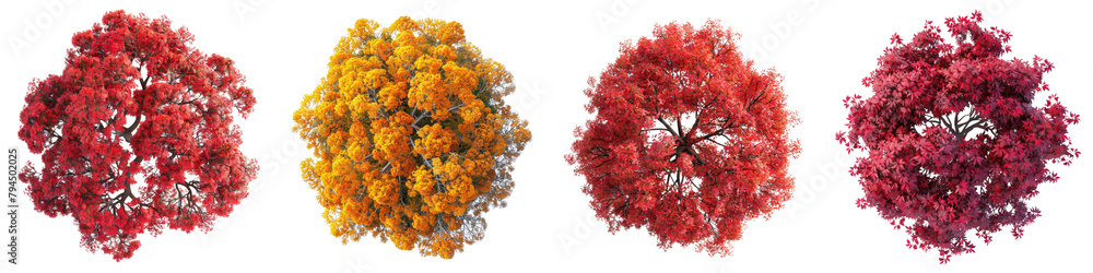 Japanese Maple Trees Top View Drone Shoot Hyperrealistic Highly ...