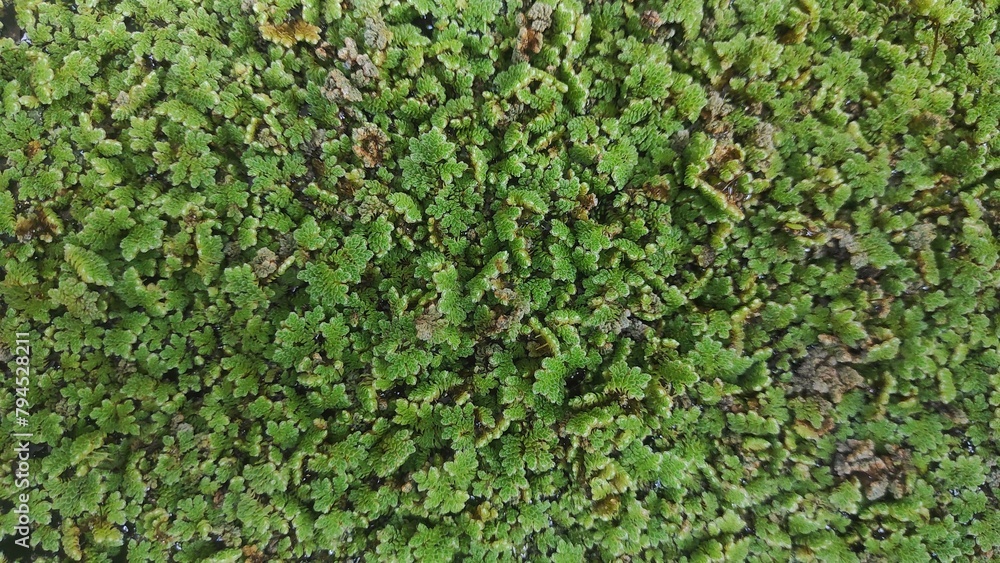 Nature background of Azolla Microphylla plant floating on the pond of ...