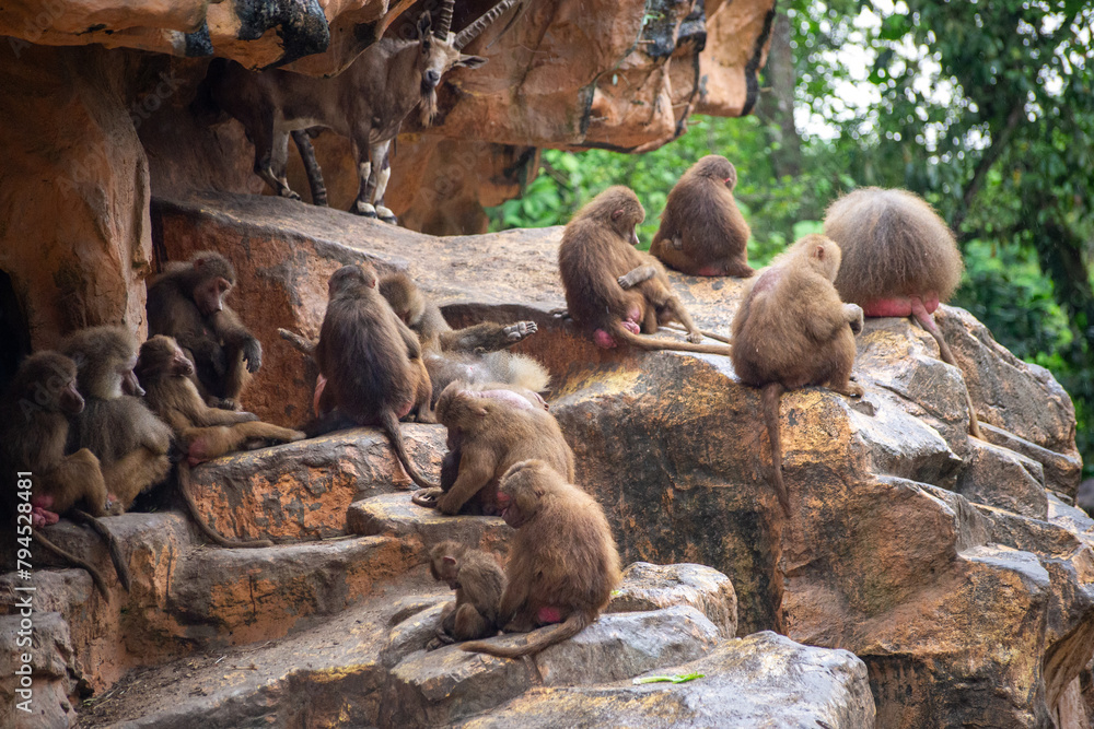 Group of poor baboon in zoo, they are sad and imprisoned Stock Photo ...