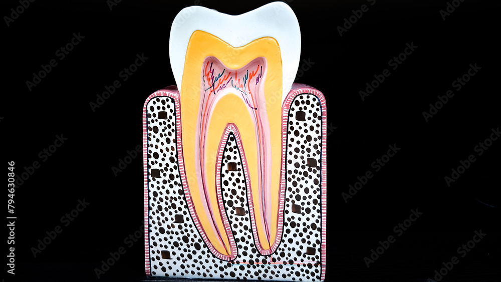 The anatomy of tooth. Tooth model, Dental tooth anatomy. Cross section ...