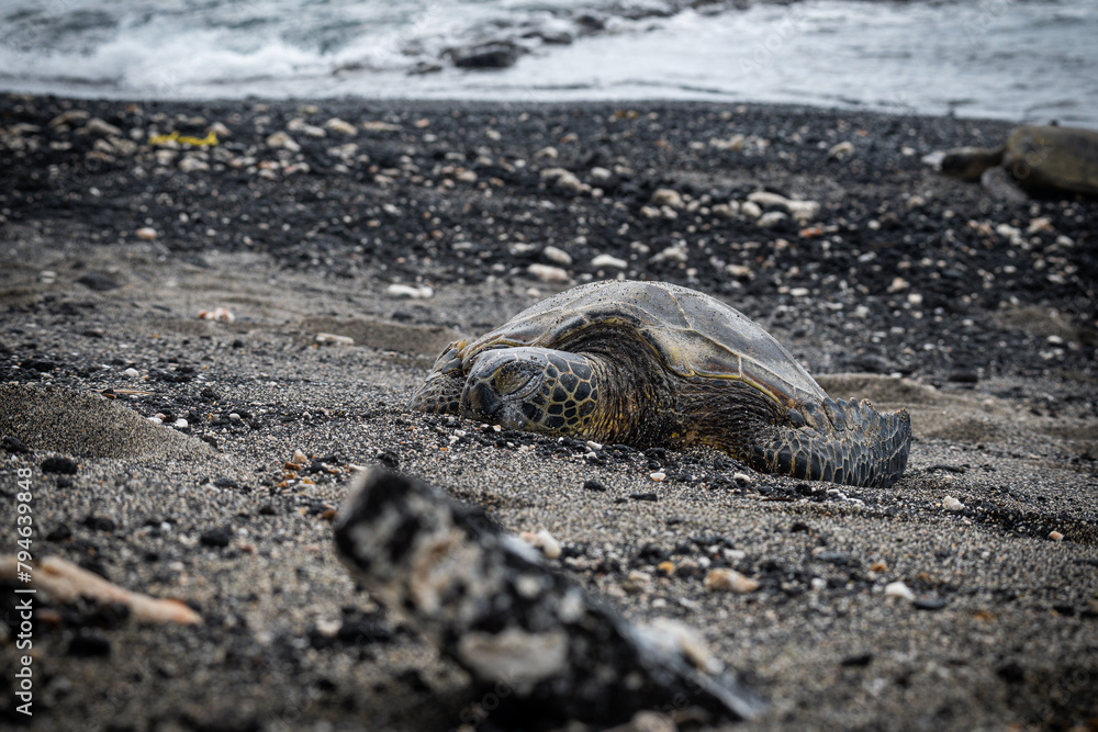 Photography of a Green turtle on volcanic sand beaches of Hawaii ...