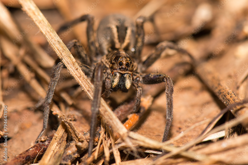 Wolf spiders are members of the family Lycosidae. They are robust and ...
