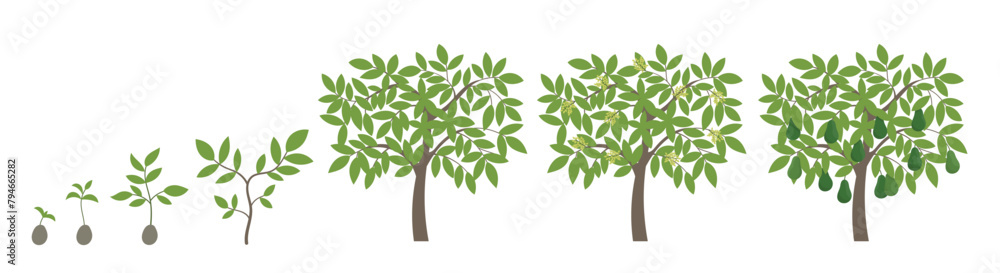 Avocado growth stages. Alligator pear ripening period progression. Life ...