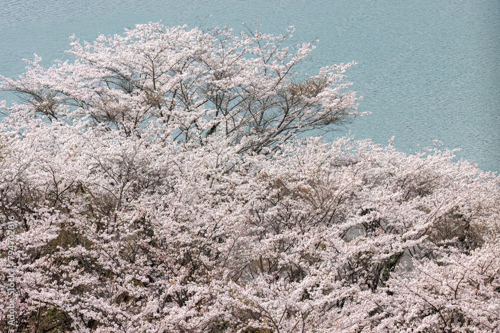 Foto de 湖畔で満開に咲く美しいソメイヨシノ（バラ科）の花の木。 Beautiful Someiyoshino sakura ...