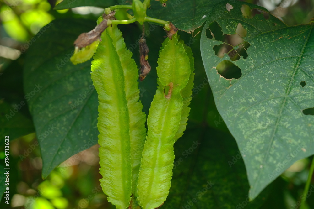 Winged beans are vines belonging to the Fabaceae family. The shoots and ...