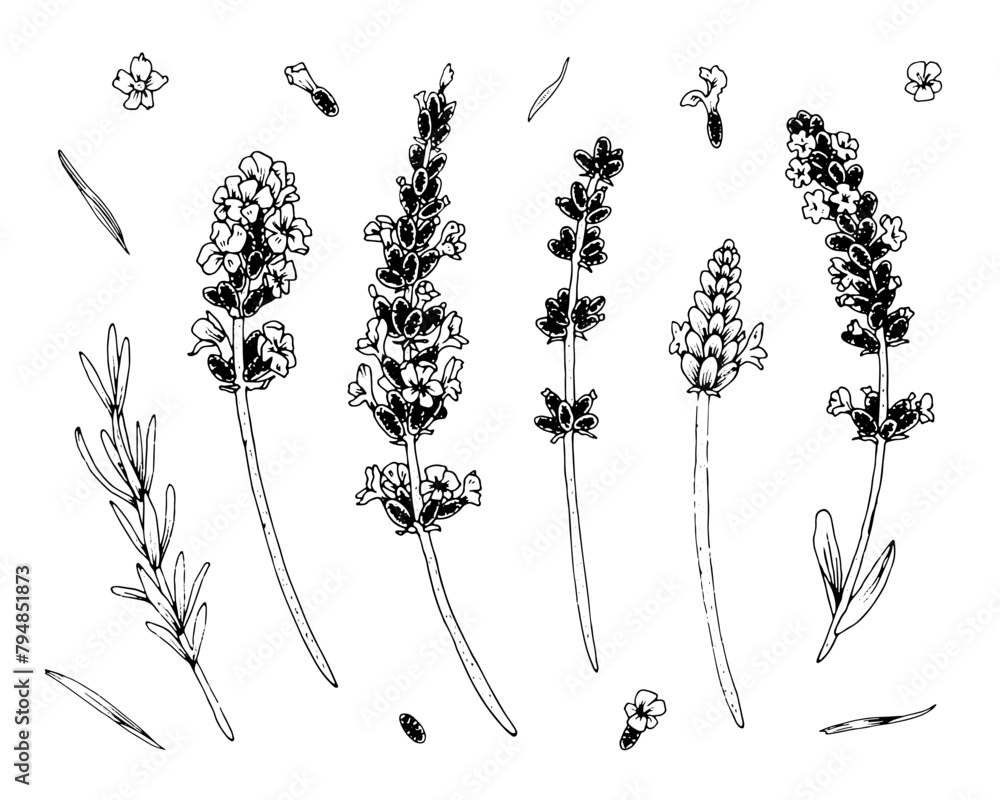 Lavender Flowers vector set. Outline illustration of floral plant ...