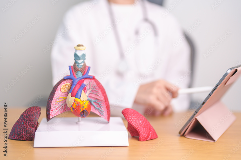 Doctor with heart Cardiovascular and Respiratory anatomy for Disease ...