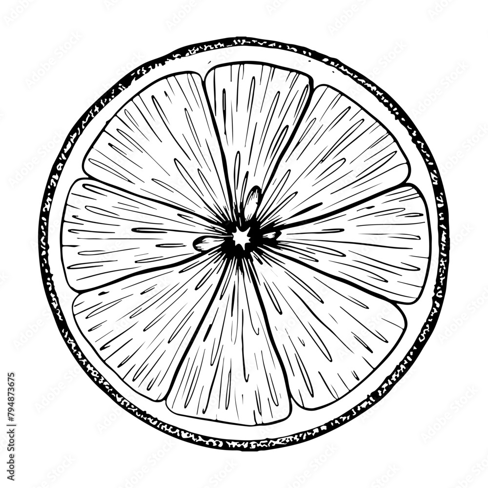 Slice of Lemon fruit. Sketch Hand drawn vector illustration. Black outline ink of citrus fruit ...