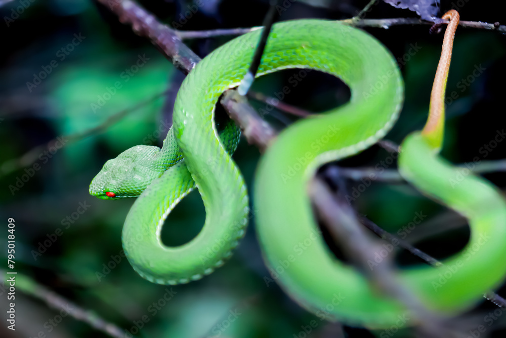 A close-up of a Chinese Green Tree Viper, showcasing its vibrant green ...