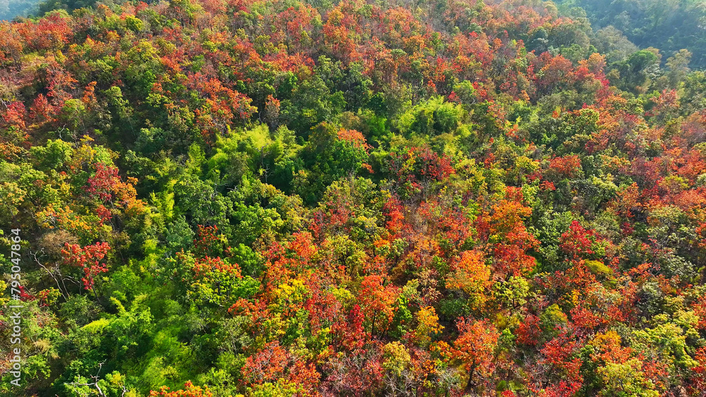 Aerial view of Thailand's dry dipterocarp forest unveils a mesmerizing tapestry of golden ...