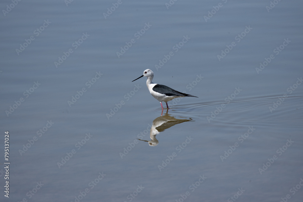 Himantopus himantopus bird, seagull, gull, sea, water, animal, nature ...