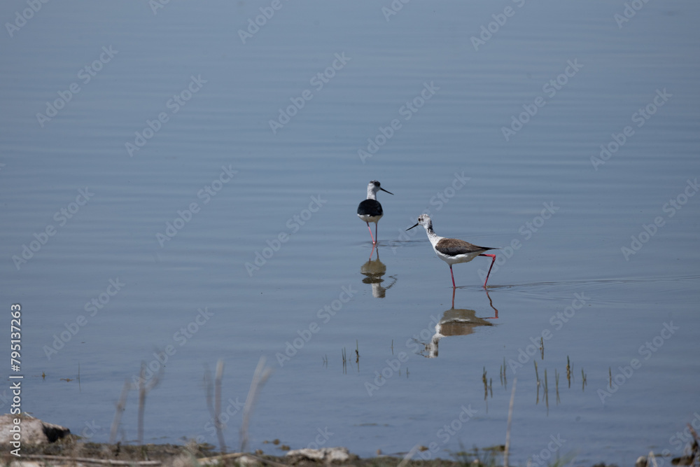 Himantopus himantopus bird, seagull, gull, sea, water, animal, nature ...