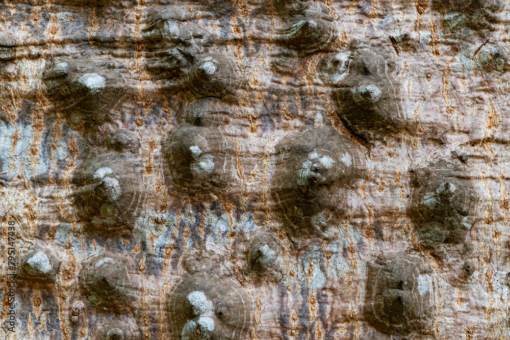 Closeup view of thorns on the trunk of Kapok tree, Red silk cotton tree ...