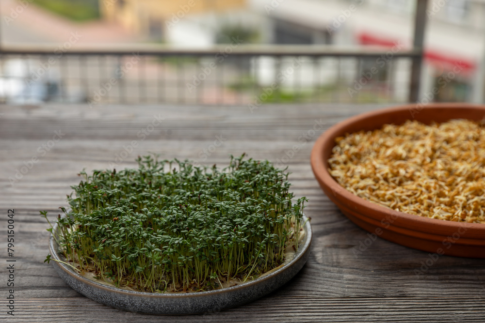 Growing sprouts at home. Fenugreek seeds sprout on a red brick ...
