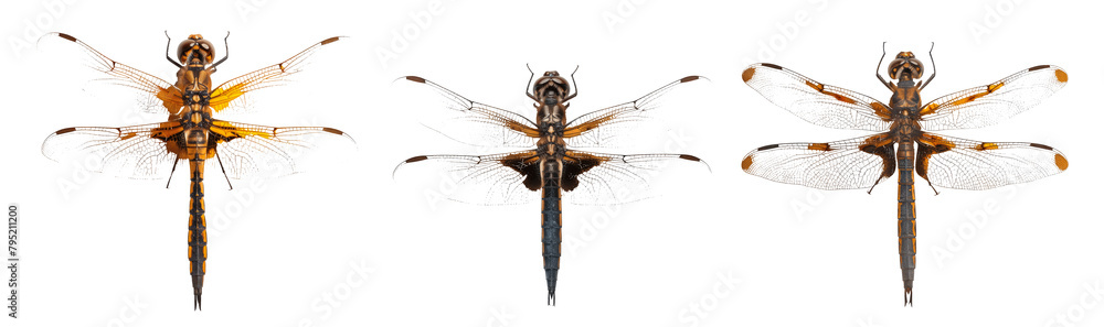 Three different types of dragonflies are shown in a row Set of png ...