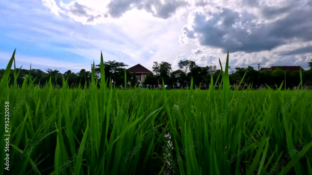 Green urban rice field, young paddy rice plants, rice field with a ...