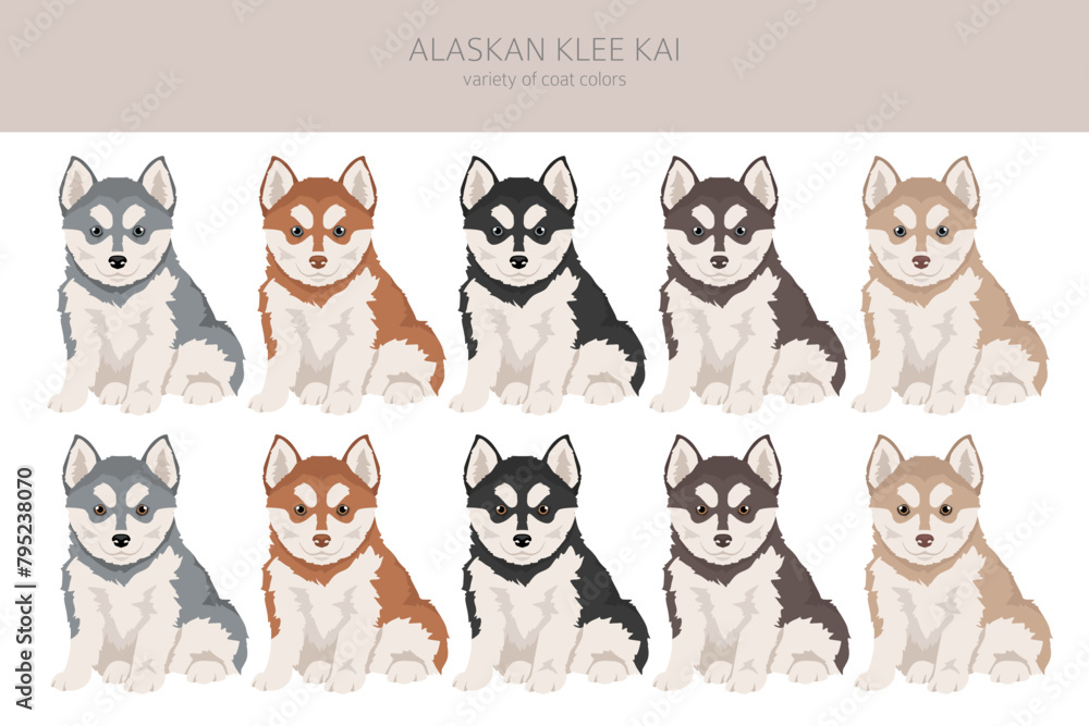 Alaskan Klee Kai puppy all colours clipart. Different coat colors set ...