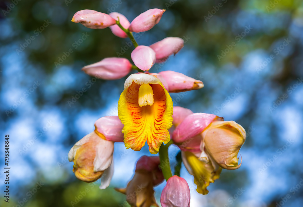 The shell ginger flower, scientifically known as Alpinia zerumbet, is a ...