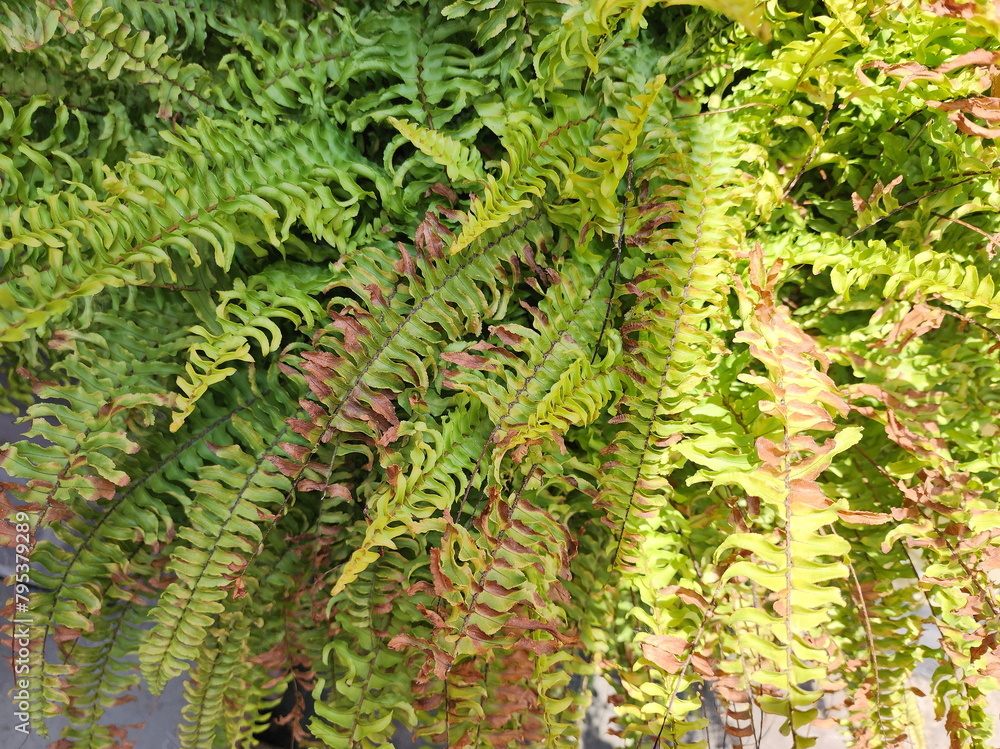 Common sword fern or Boston fern has leaves that are dry and brown due ...