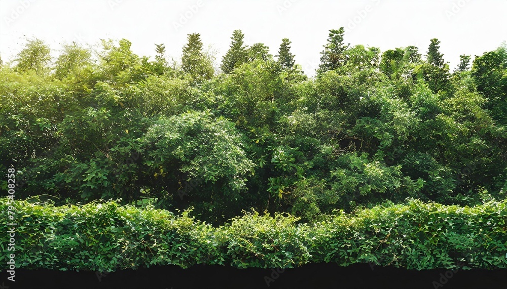 forest landscape natural hedge with green trees and shrubs isolated on ...