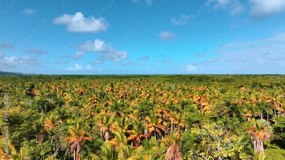 Natural background of green palm forest of Dominican Republic. Top-down ...