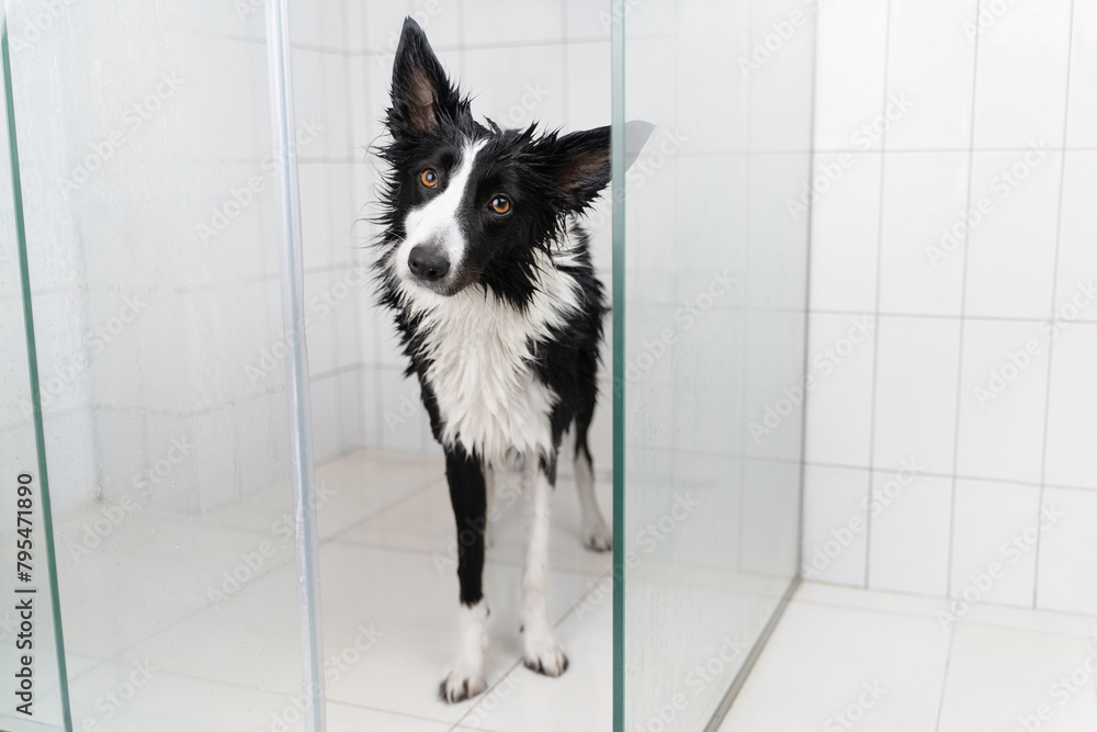 Displeased wet black and white border collie stands in the shower after ...