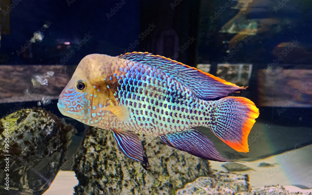 Turquoise acara, Andinoacara rivulatus is a freshwater fish from the ...
