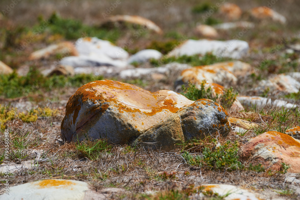 Nature, landscape and field with rocks, bush and natural growth in ...