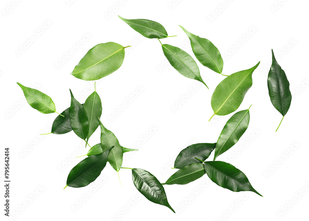 Ficus Benjamina green leaves in shape circle, frame weeping fig ...