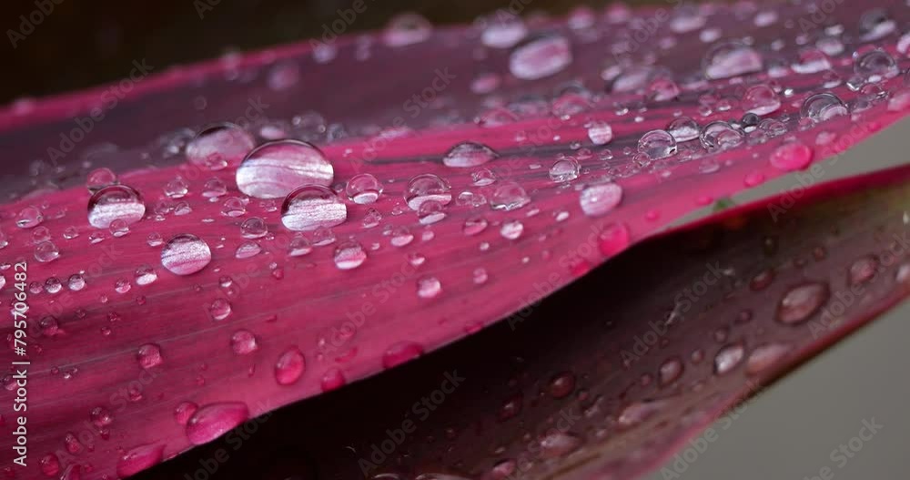 Leaf of Red Cordyline plants, Guadeloupe, french caribbean islands ...
