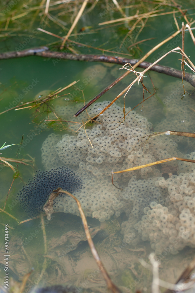Froscheier auf der Wasseroberfläche. Froschlaich - Eier von Amphibien ...