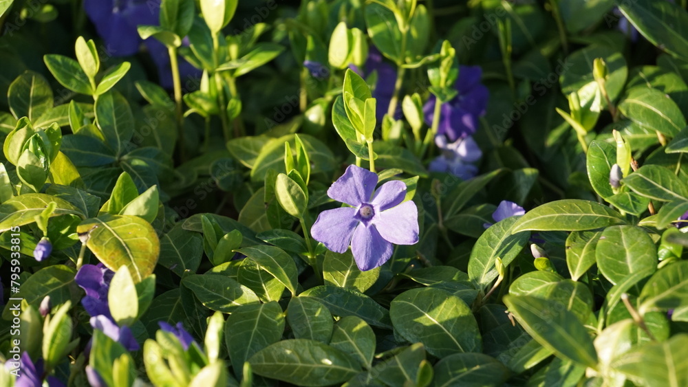 Vinca minor forms dense mats of trailing stems that root at nodes ...