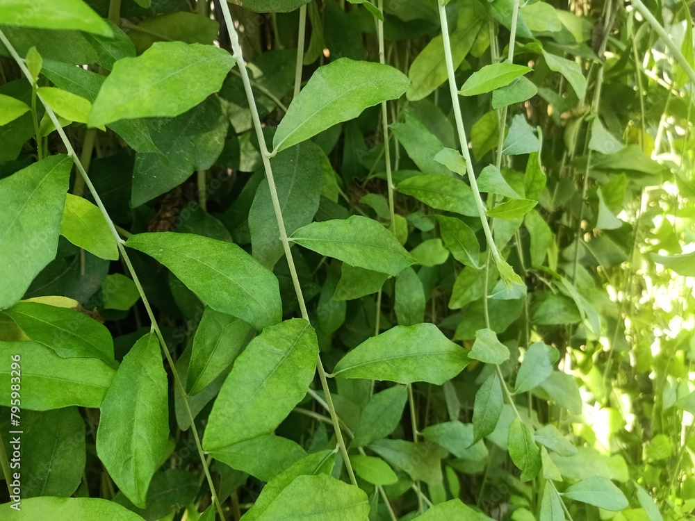 Plants with their long branches and many leaves covering the entire ...